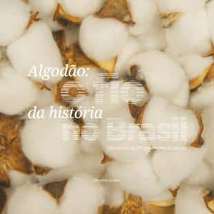 Introducing Abrapa's new administration for 2023/2024 - Cotton Brazil