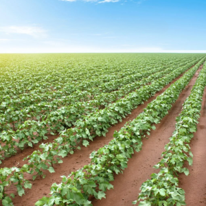 From Seed to Fiber: The Stages of Cotton Plant Development - Cotton Brazil