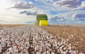 From Seed to Fiber: The Stages of Cotton Plant Development - Cotton Brazil